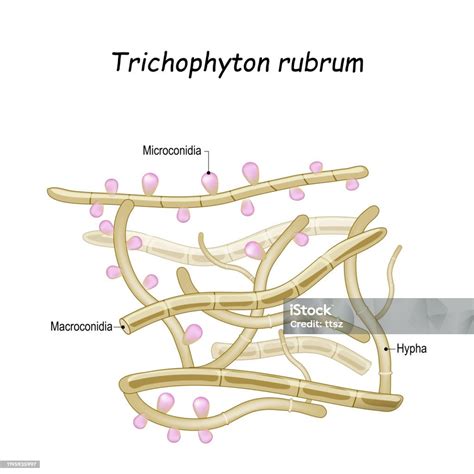 Trikofil Rubrum Closeup Jamur Dengan Hyphae Subur Macroconidia Dan Microconidia Ilustrasi Stok