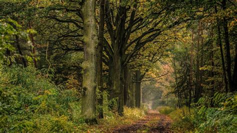 배경 화면 1920x1080px 분기 숲 경치 이파리 이끼 자연 식물 도로 나무 1920x1080 1104181 배경 화면 Wallhere