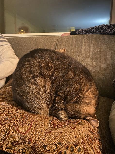 Catexe Has Stopped Working Scrolller