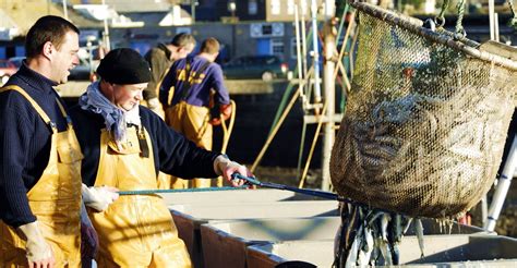 Improving Sustainable Seafood Supply Chains Macalister Elliott And Partners