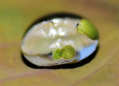 蓮の葉の水滴 3 by 虹橋 ID11768514 写真共有サイト PHOTOHITO