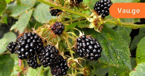 ეს საინტერესოა შაქრიანი დიაბეტის პროფილაქტიკა მაყვლით