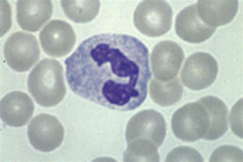 Immune And Lymphatic System Lower Limb Flashcards Quizlet