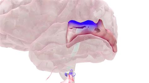 Auditory Pathway Primary Auditory Cortex Stock Footage Video Of