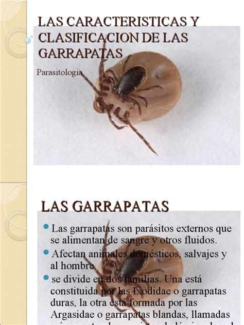 Las Caracteristicas Y Clasificacion De Las Garrapatas Pdf Infección