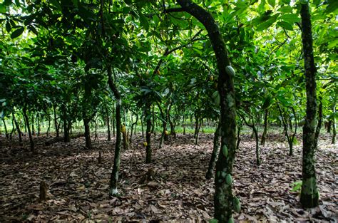 Nestlé Outlines Plan To Support Cocoa And Forests Initiative New Food Magazine