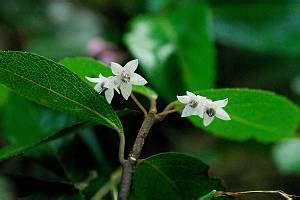 ヤブコウジ科の花 ー杜の都の樹木