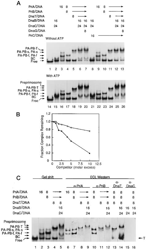 Formation Of A Preprimosome Complex On Pas304 Dna Requires Pria Prib