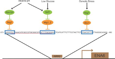 The Arr2 Sequence Within The Ena6 Promoter Boxes Indicate Binding