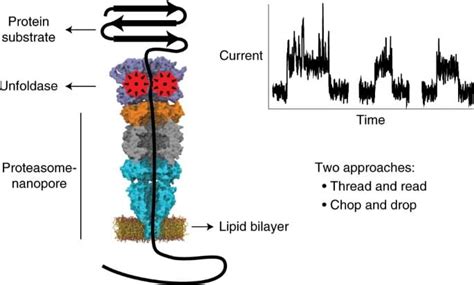 Researchers Develop Multicomponent Nanopore Machine That Approaches