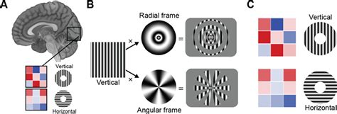 Vision Framing Orientation Selectivity Elife