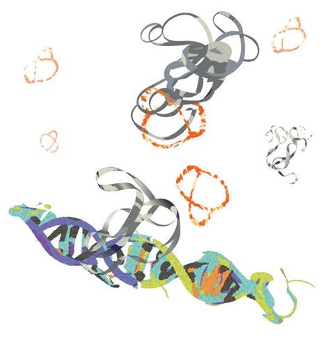 Myc Protein Ucr News Uc Riverside