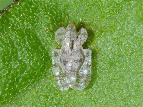 昆虫綱カメムシ目グンバイムシ科の昆虫図鑑 いきもの全力図鑑