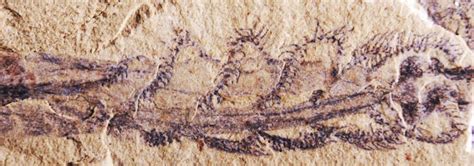 518 Million Year Old Fossil Worm Reveals A Direct Connection To Human