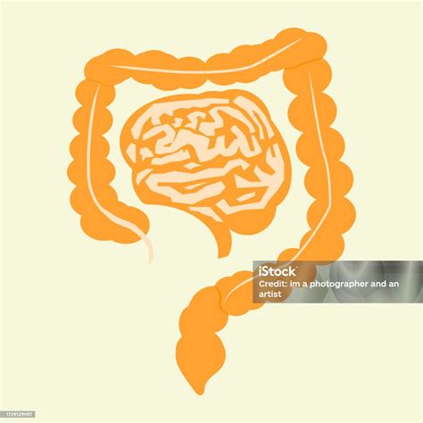 인간의 뇌를 가진 인간 대장의 벡터 그림 뇌와 내장의 균형 감정에 대한 스톡 벡터 아트 및 기타 이미지 감정 창자 개념과