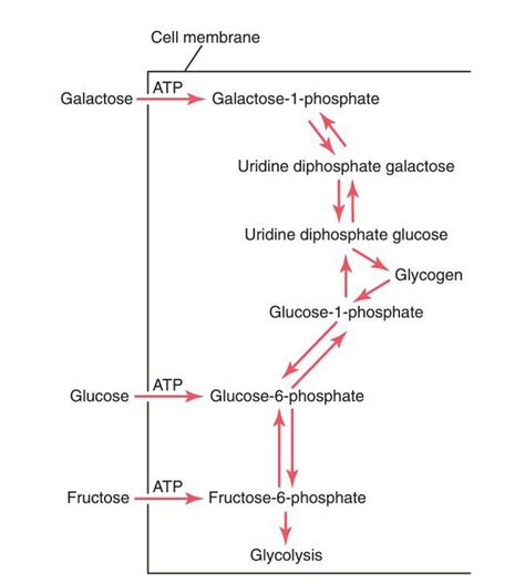 Monosaccharides Conversion Medizzy