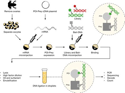 Genomic Library Screening