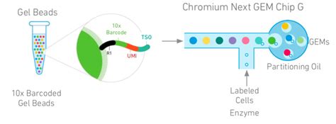 Single Cell Sequencing Emory University Atlanta Ga