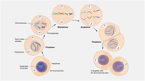 What Is The Difference Between Mitosis And Binary Fission All Difference