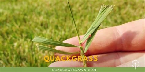 Weed Identification Directory Wpictures Crabgrasslawn