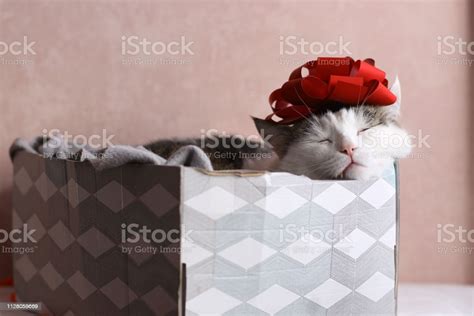 웃 긴 고양이 사진 머리에 빨간색 리본을 가진 선물 상자에서 자 고 가득 찬에 대한 스톡 사진 및 기타 이미지 가득 찬 갈고리 발톱 고양잇과 Istock