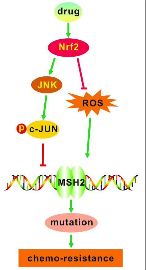 schematic representation of nrf2 mediated gene mutation dependent