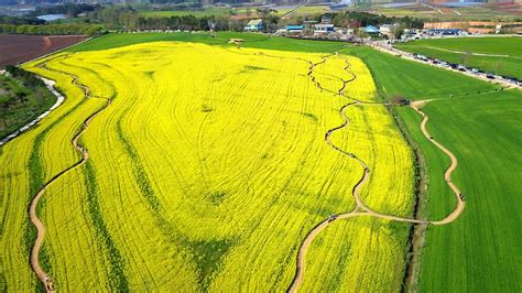 2025 고창청보리밭축제 절대 놓치지 말아야 할 핵심 정보