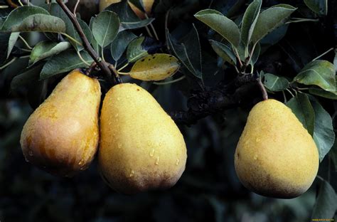 Обои Природа Плоды обои для рабочего стола фотографии природа плоды ветке на капельки