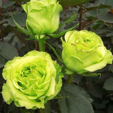 Kori 🇹🇹 Kori K • Threads Say More