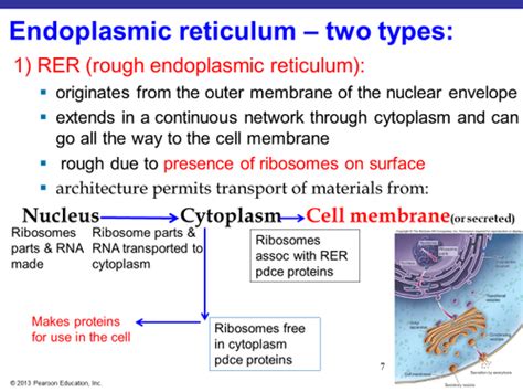 Eukaryotes Flashcards Quizlet