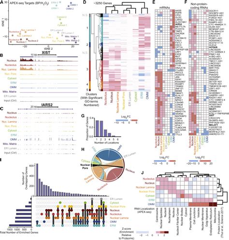 Atlas Of Subcellular Rna Localization Revealed By Apex Seq Cell