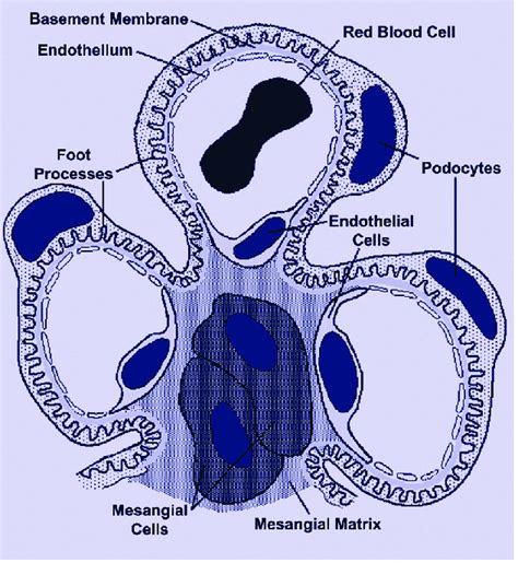 A Normal Glomerulus Shown Diagramatically About 15 Of Glomerular Download Scientific Diagram