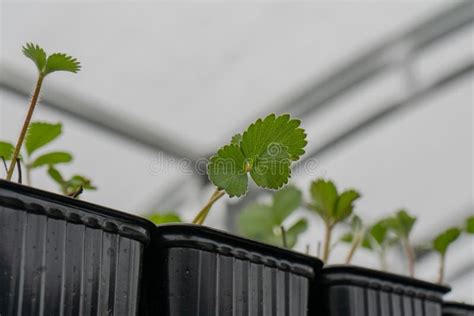 Hydroponics Is The Technique Of Growing Plants Using A Water Based