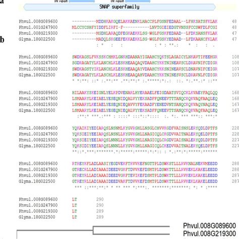 sequence analysis of α snap proteins a conserved residues analysis download scientific