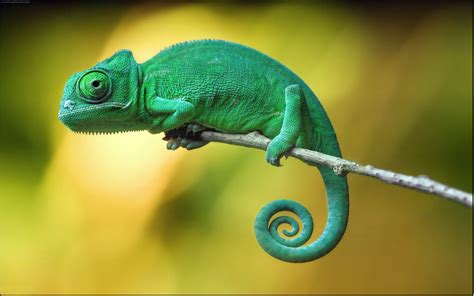 Картинки хамелеон 37 фото