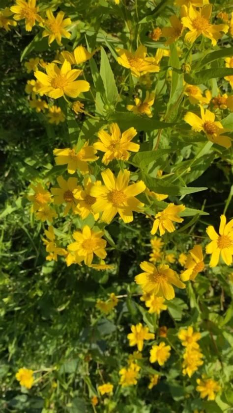 Different Types Of Shrubs Bushes With Pictures Care Guide Artofit