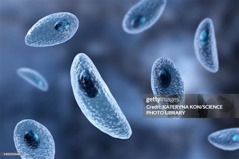 Toxoplasma Gondii Parasites Illustration High Res Vector Graphic