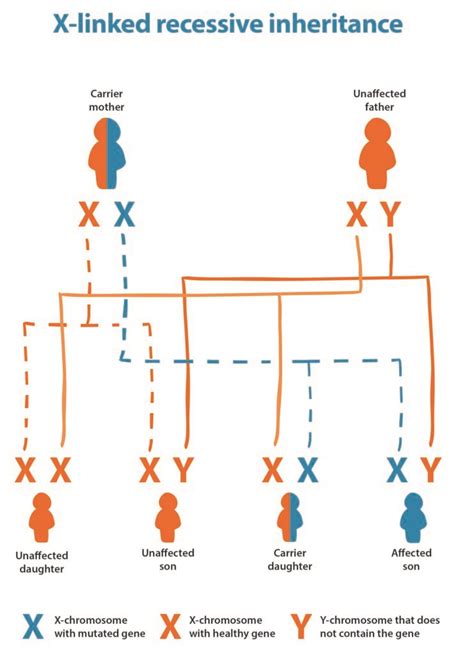 Understanding The Role Of Inheritance And Genetics In Muscle Wasting