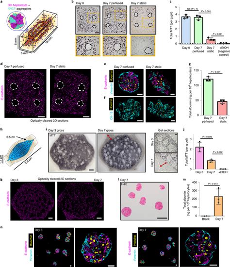 Perfusion Through Dendritic Networks To Support Primary Hepatocyte Download Scientific Diagram