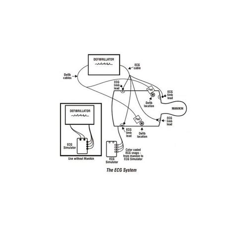 Adult Als Torso Trainer Adam Rouilly