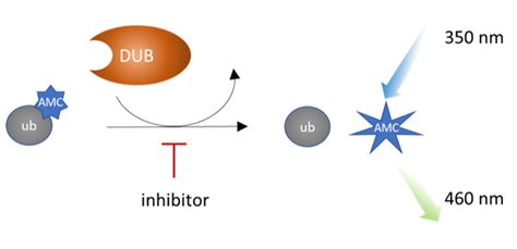 Usp8 Inhibitor Screening Assay Kit Bps Bioscience