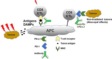 Current Progress And Future Perspectives Of Neoadjuvant Anti Pd 1 Pd L1 Therapy For Colorectal