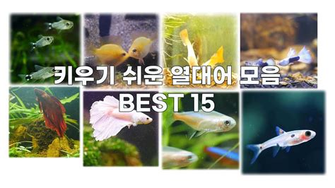 키우기 쉬운 소형 열대어 Best 15 처음 시작하는 👨‍👨‍👦‍👦사람들을 위한 추천👍 Youtube