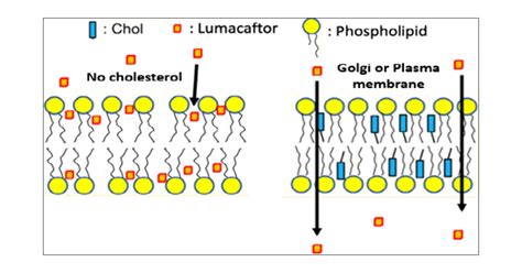 Interaction Of Cftr Modulators With Mammalian Membrane Mimetics The Role Of Cholesterol