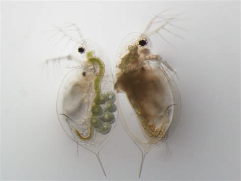 Daphnia Magna Male