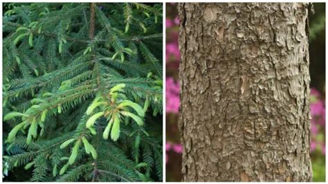 18 Different Types Of Spruce Trees Their Identifying Features