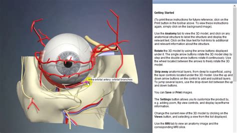 Infraorbital Artery