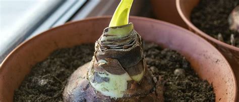 Amaryllis Pflanzen Mit 3 Methoden Zum Erfolg Heimwerker De