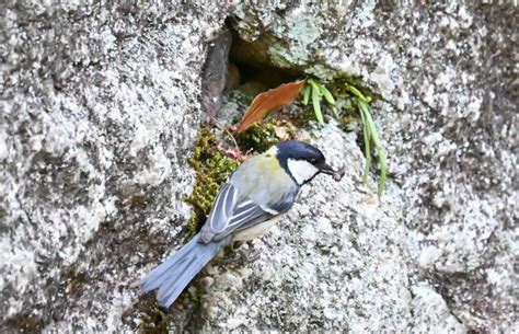 シジュウカラ 2022 04 23 日本の野鳥識別図鑑