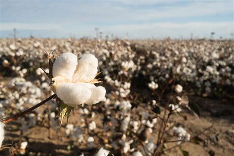 Cotton Dream Meaning | Get Your Dream Interpretation Now!!!